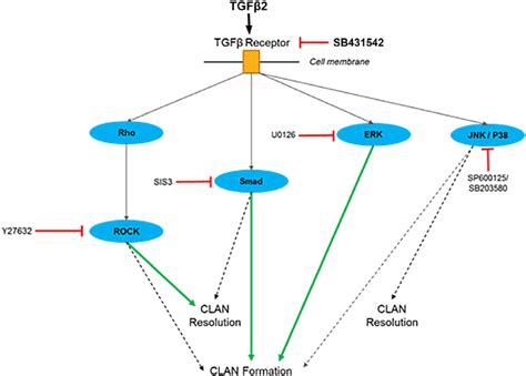 Hypothesized Roles Of The Tgfb2 Pathway And Inhibitors In Clan Download Scientific Diagram