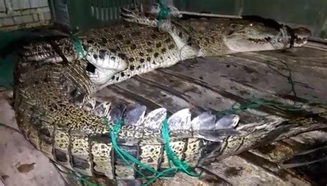 Bikin Geger Warga Bangka Buaya Muara Ditangkap Lalu Dibawa Ke Kantor Desa