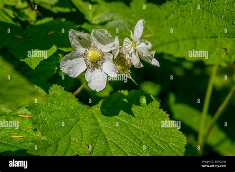 Close Up Of Rubus Parviflorus Commonly Called Thimbleberry Also