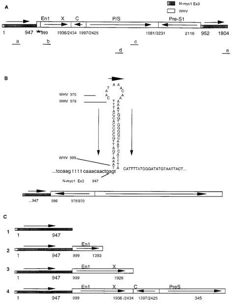A Map Of The Integrated Whv Dna In Wh44ka Cells Determined By