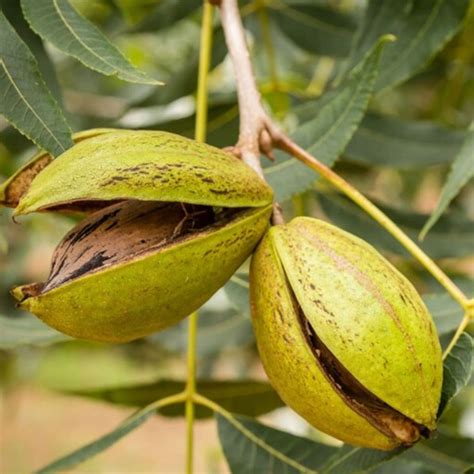 خرید و قیمت درخت گردو پکان مولد سایز بزرگ ارتفاع حدود دومتر از غرفه