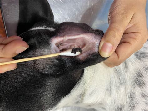 Infecções De Ouvido E Otite Externa Em Cães Amor Por Patas