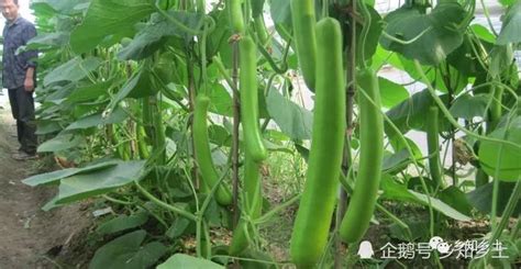 防癌抗癌的古老蔬菜又名夜开花营养价值很低但却人人爱吃
