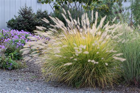 Rave Discount Plant Center