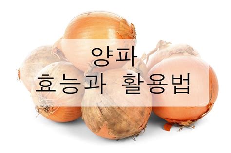 양파의 효능과 다양한 정보 총정리 고르는 법 손질 법 보관 방법 활용 방법