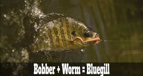 How To Set Up Bobber And Worm