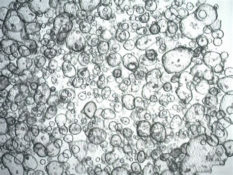 3dgro™ Duodenum Intestinal Organoids Age 36 Prep Ht 213 D Scc359