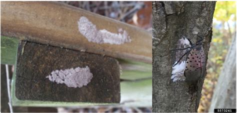 What You Need To Know About Egg Masses Invasive Species Centre