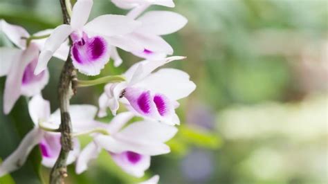 Jenis Anggrek Dendrobium De Orchids