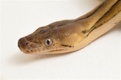 Super Tiger Python