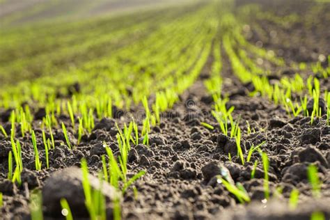 Young Sprouts Of Winter Wheat Of Grain Crops Fertile Agricultural Land