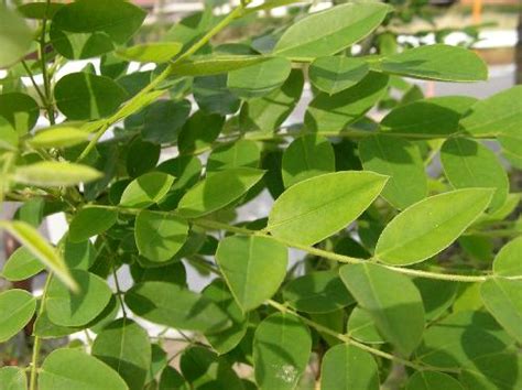 はなQ エンジュ クララ連 エンジュ属 草花や樹木の図鑑