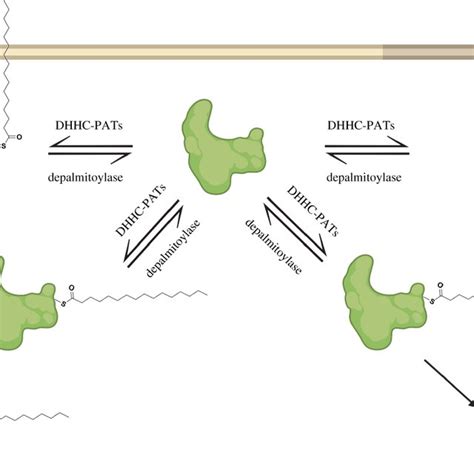 S Palmitoylated Innate Immune Receptors And Signalling Adapter