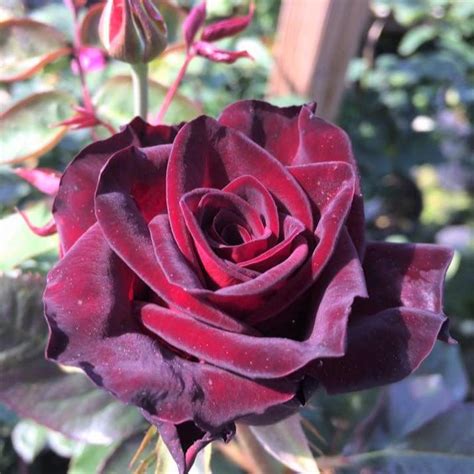 Black Baccara ® Hybrid Tea Roses Garden Rose Bush Famous Roses World