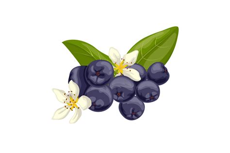 Chokeberry Food Berry Cartoon Vector Graphic By Pikepicture · Creative
