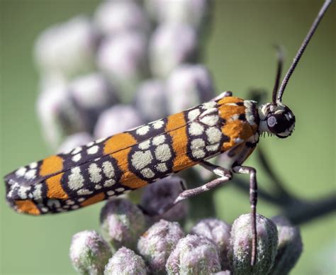 24 Common Insects You Can Find In Oklahoma 2025 Bird Watching Hq