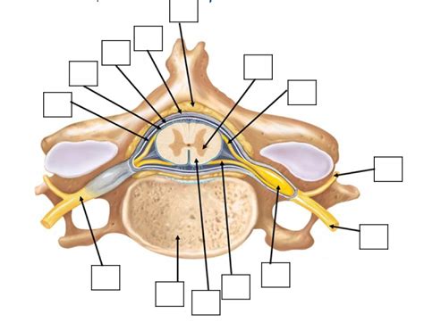 Spinal Cord Cross Section Diagram Quizlet