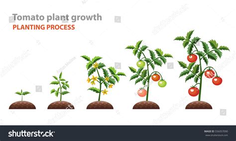 Tomato Seed Germination Process