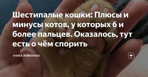 Шестипалые кошки Плюсы и минусы котов у которых 6 и более пальцев