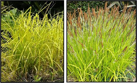 Bowles Golden Sedge Hinsdale Nurseries Welcome To Hinsdale Nurseries