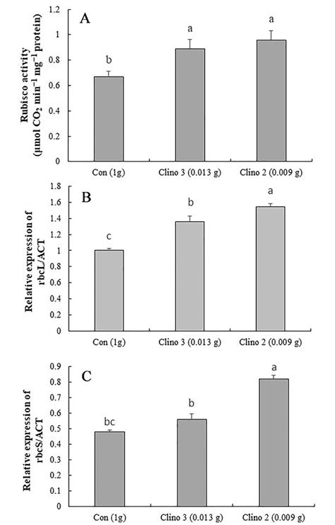 rubisco activity a relative expression of rbcl b and rbcs c