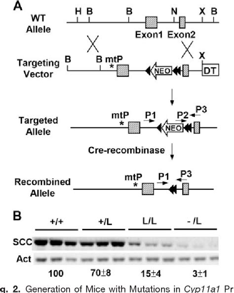 Figure 2 From Mutation Of Mouse Cyp11a1 Promoter Caused Tissue Specific