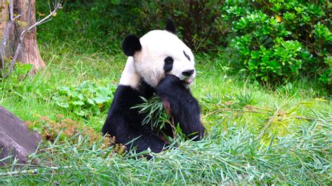 上野動物園の一番お得な割引方法 全国レジャー施設割引ナビ