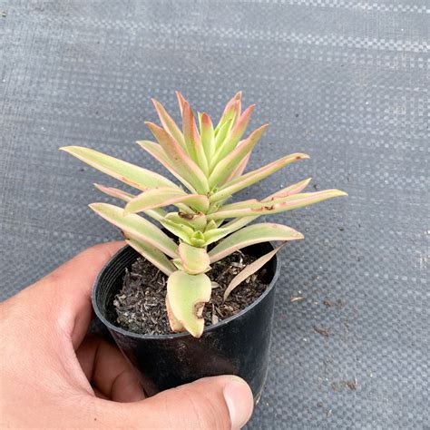 Crassula Campfire Variegated Has Marks Let Love Grow Succulent