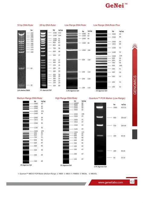 Dna Ladders Rulers At ₹ 6000piece Chennai Id 2854328660662