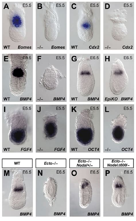 Ecto Maintains EXE Self Renewal By Opposing Nodal Signaling A F Ecto Download Scientific