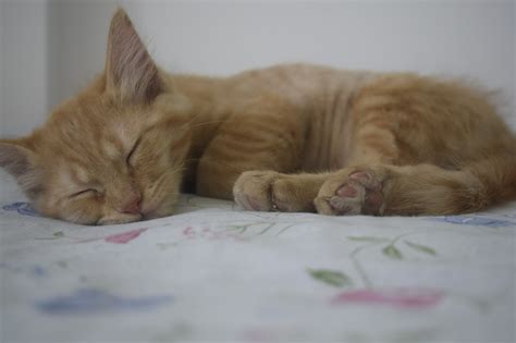 Gato Dorme Gatinho Foto Gratuita No Pixabay Pixabay