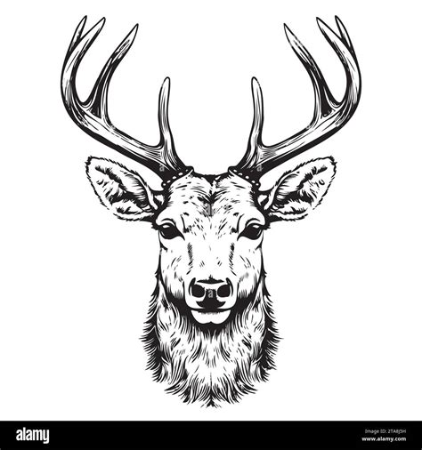 Stag Deer Head Sketch Vector Graphics Monochrome Black And White