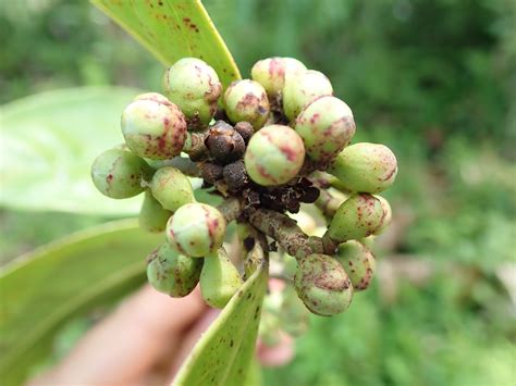 Syzygium Myrtaceae