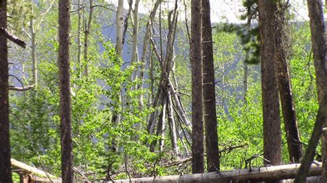 New Real Sasquatch Teepee 6 7 2017 YouTube