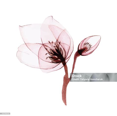 투명한 꽃의 수채화 그림 흰색 배경에 고립 된 투명한 헬레보루스 꽃 파스텔 핑크 색상의 꽃 결혼식 휴일의 디자인을 위해 결혼식에