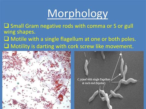 Ppt Campylobacter And Heliocbacter Powerpoint Presentation Free