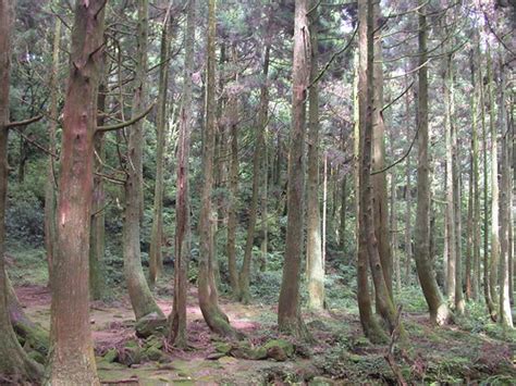 DSCN3324 大尾黑 Flickr
