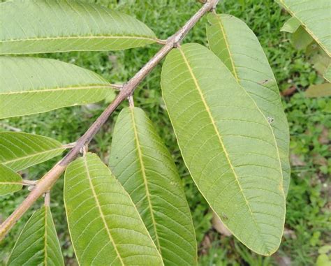 Propagating My Guava Tree Step By Step Guide