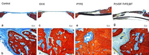 Photomicrographs Light Microscopy Of Rat Calvaria Bone Defects Download Scientific Diagram