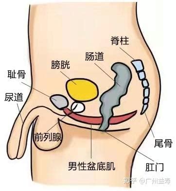 男性盆底肌一旦受损阳痿早泄前列腺炎等疾病接踵而来 知乎