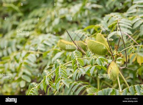 Florida Trees With Pods Stock Photo Alamy