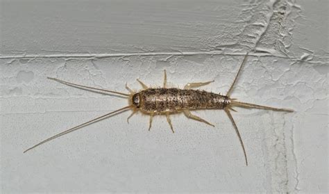 Are Silverfish Dangerous