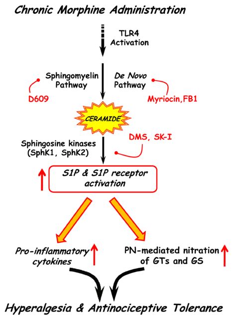 Proposed Working Hypothesis Download Scientific Diagram