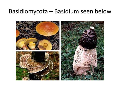 Pre Ap Biology Kingdom Fungi Ppt Download