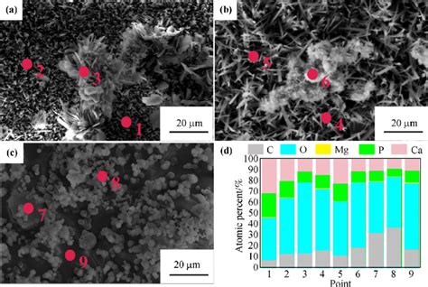 SEM Images Of A Pure HAp B GS HAp And C PAA GS HAp Coatings D Download Scientific