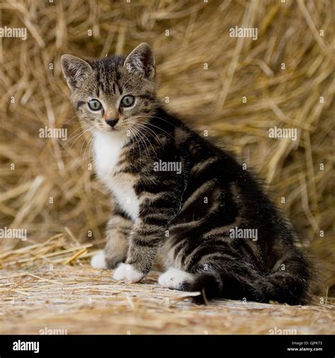 Tabby Kitten Hi Res Stock Photography And Images Alamy