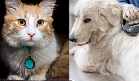 Protege A Tu Mascota Estrategias Para Evitar Que Se Escape