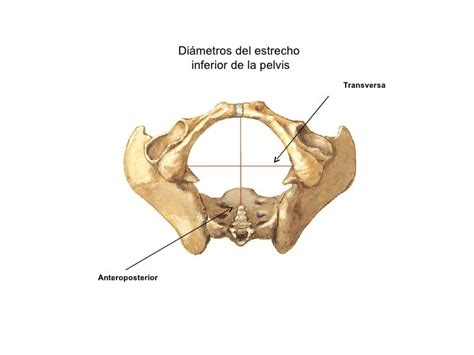 Esqueleto Abdomen Pélvis