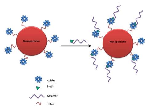 Avidin Biotin Coupling Biotin Attached Theaptamer With Avidin Linked Download Scientific