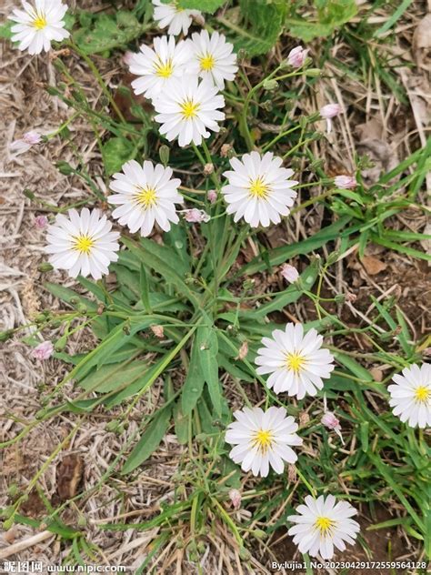 马兰摄影图田园风光自然景观摄影图库昵图网
